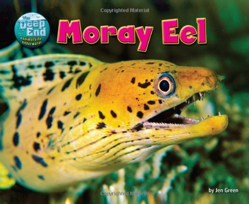 Moray Eel (The Deep End: Animal Life Underwater) - Library Binding ...