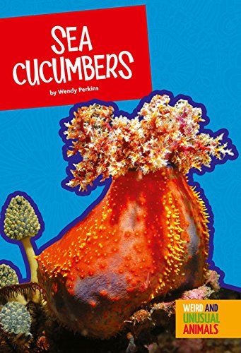 Sea Cucumbers (Weird and Unusual Animals) - Paperback | Book Depot